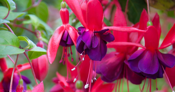Fukszia (Fuchsia) gondozása, szaporítása (Krisztus Vércseppje)