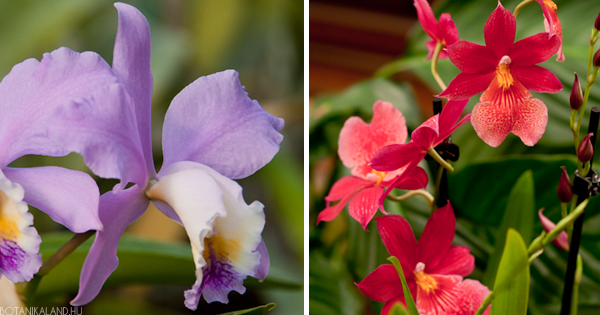 Orchideák titokzatos világa - Botanikaland.hu