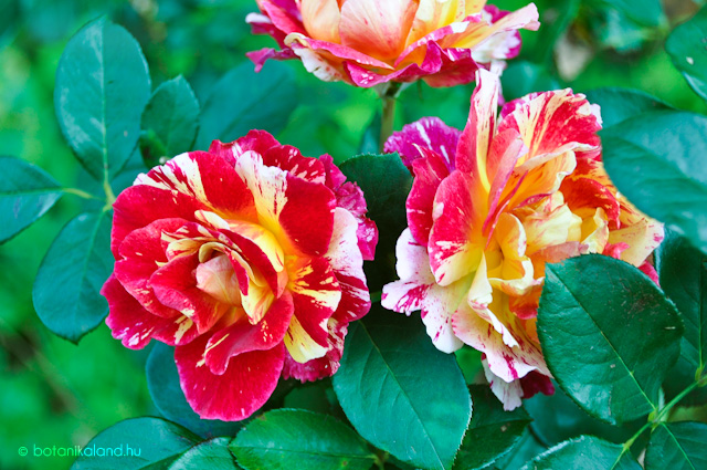 A rózsák dícsérete - Botanikaland.hu