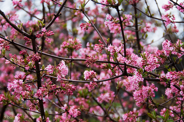 Kora tavaszi virágzó díszcserjék - Botanikaland.hu