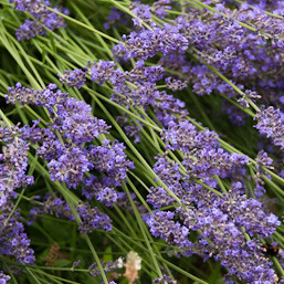 Botanikaland.hu - Kalauz kertépítéshez és növénygondozáshoz