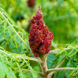 Botanikaland.hu - Kalauz kertépítéshez és növénygondozáshoz